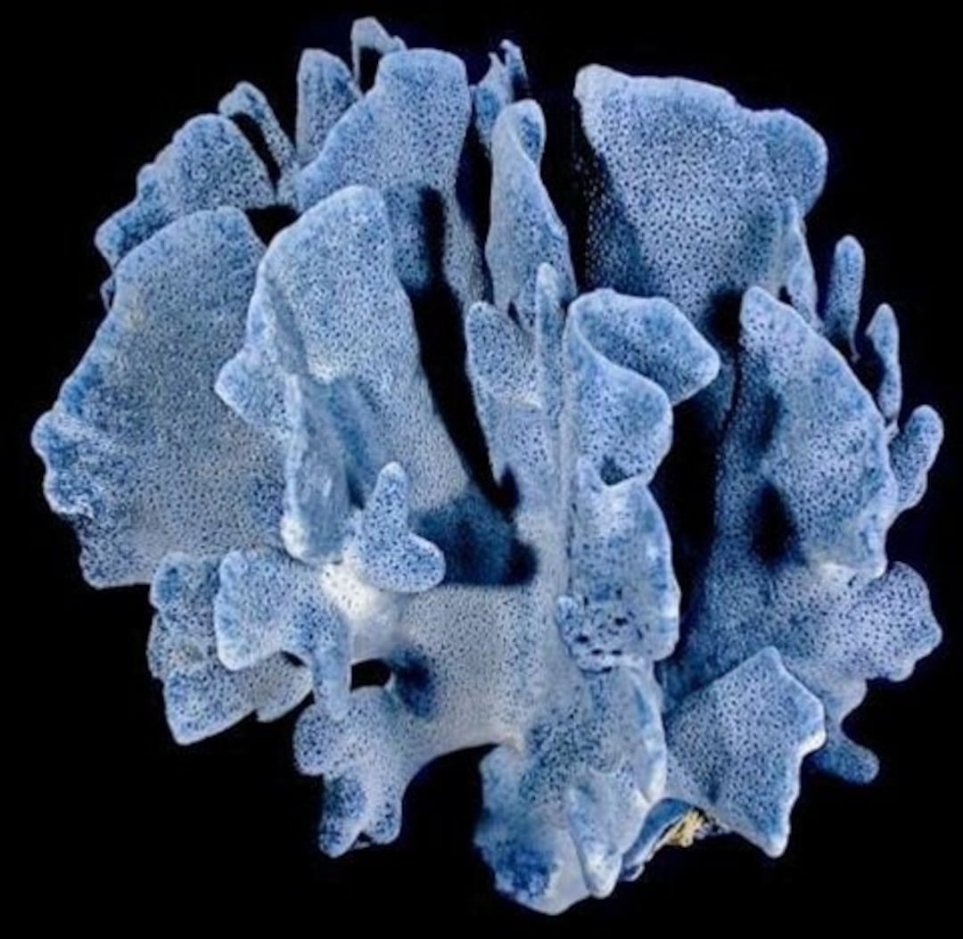 Real Genuine Blue Ridge Tall Coral Medium to Large Coral Natural 4-6 6 ...