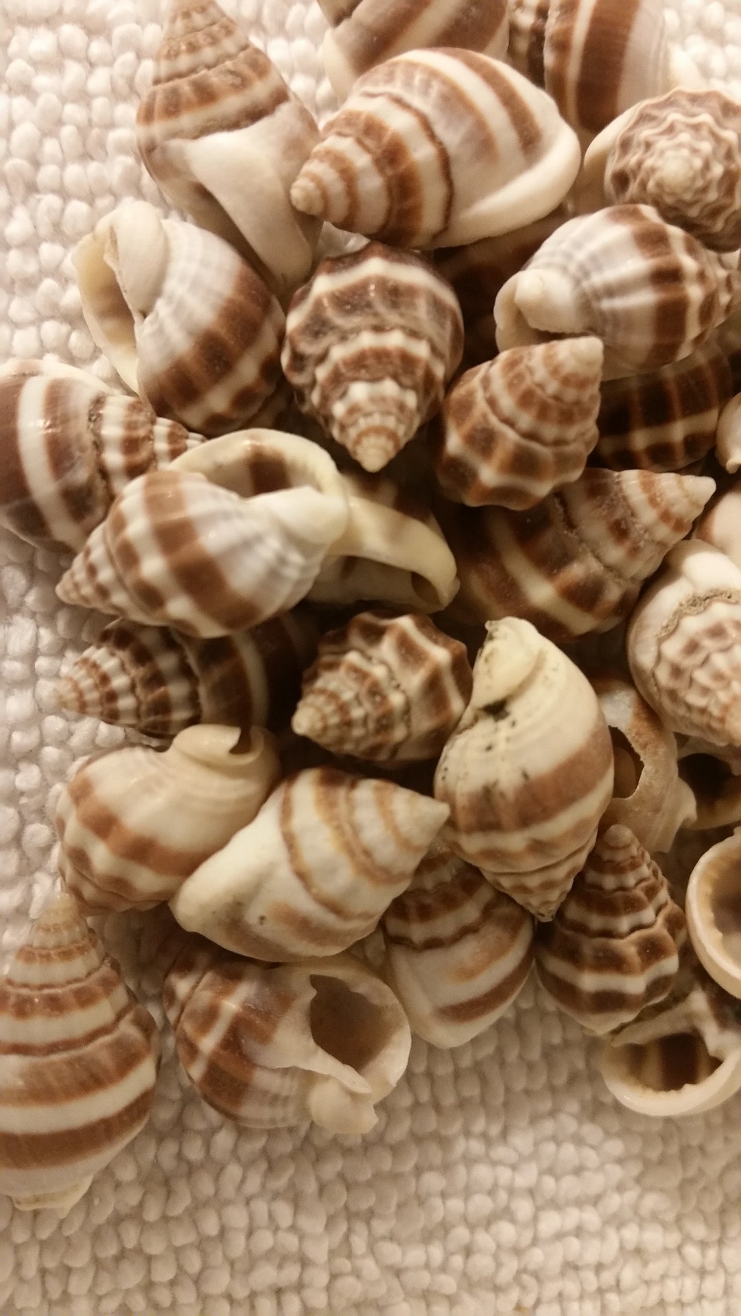 5 to 1000 Pcs Nutmeg Like Seashells Shell Mix Cancellaria Reticulata ...