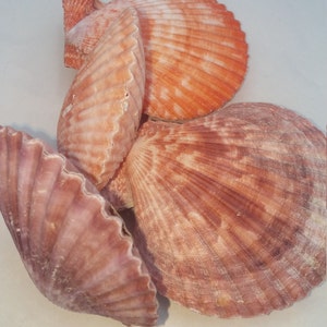 1 to 5 Pairs Pecten Nobilis Scallop Seashell Pairs Noble Scallop Shell ...