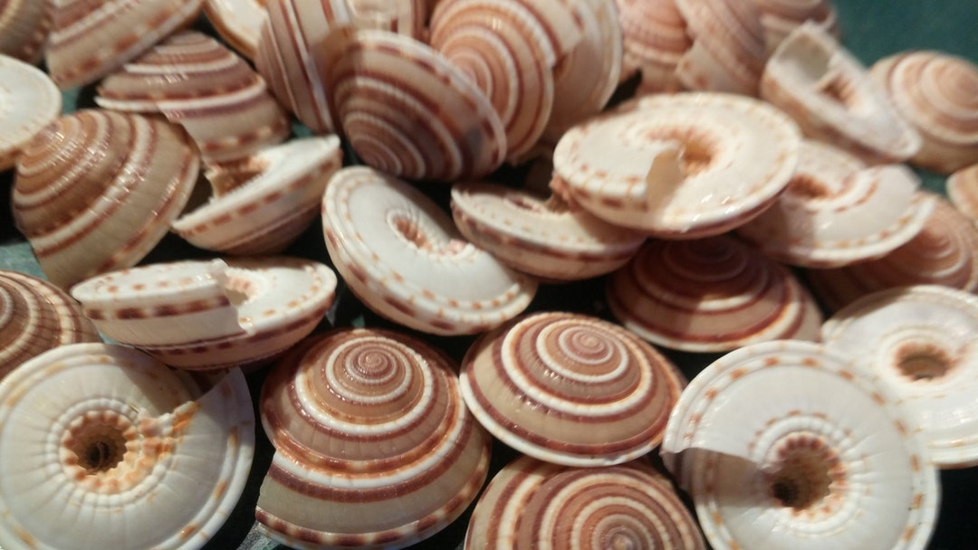 1 to 25 Small Medium Large Sundial Shells Seashell Beige Earth Tone ...