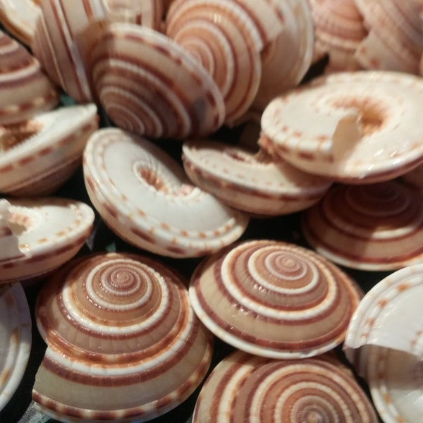 Sundial Shells - Etsy