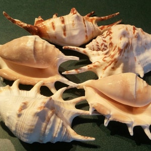 1 to 6 Pieces Spiny Conch Murex Seashells Shells 5 to 6 1/4" (12 to ...