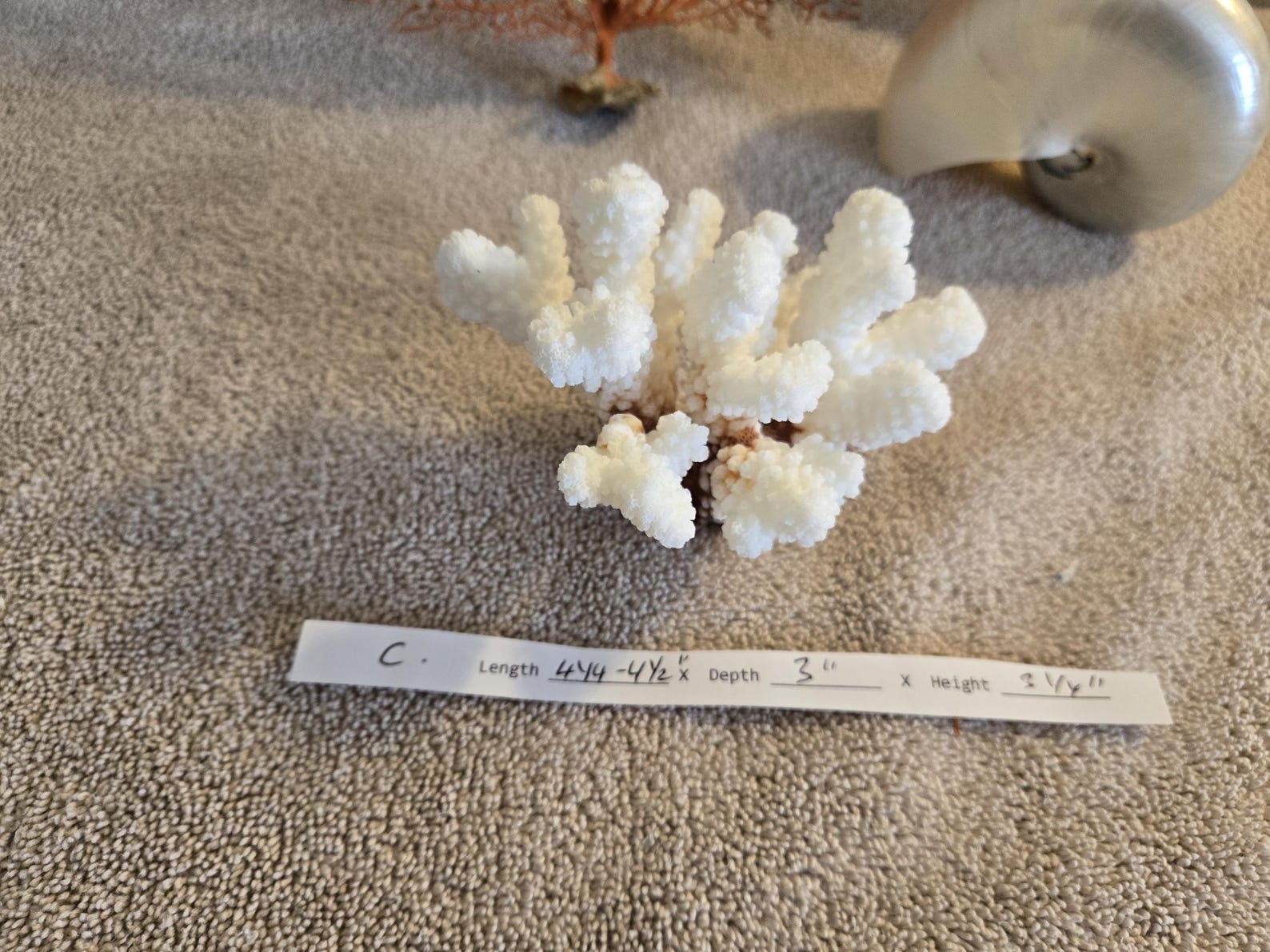 Real Coral Reef Large Brown Stem Coral Natural 3 to 5" up to 7 to 9" or ...