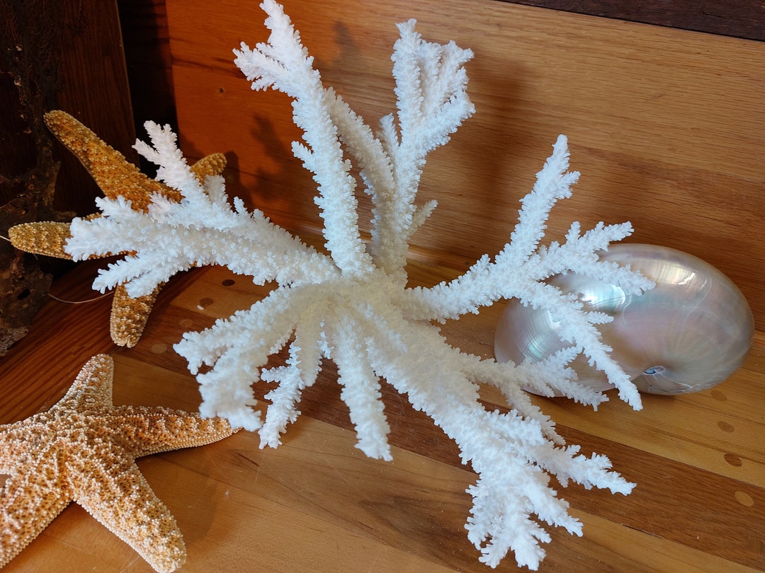 Real Coral White Finger Horn Coral Reef Natural 9 to 14 1/2 " Inch Sea ...