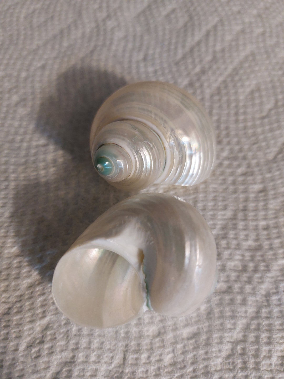 Custom Size Turbo Shells for Felicia Viola - Etsy