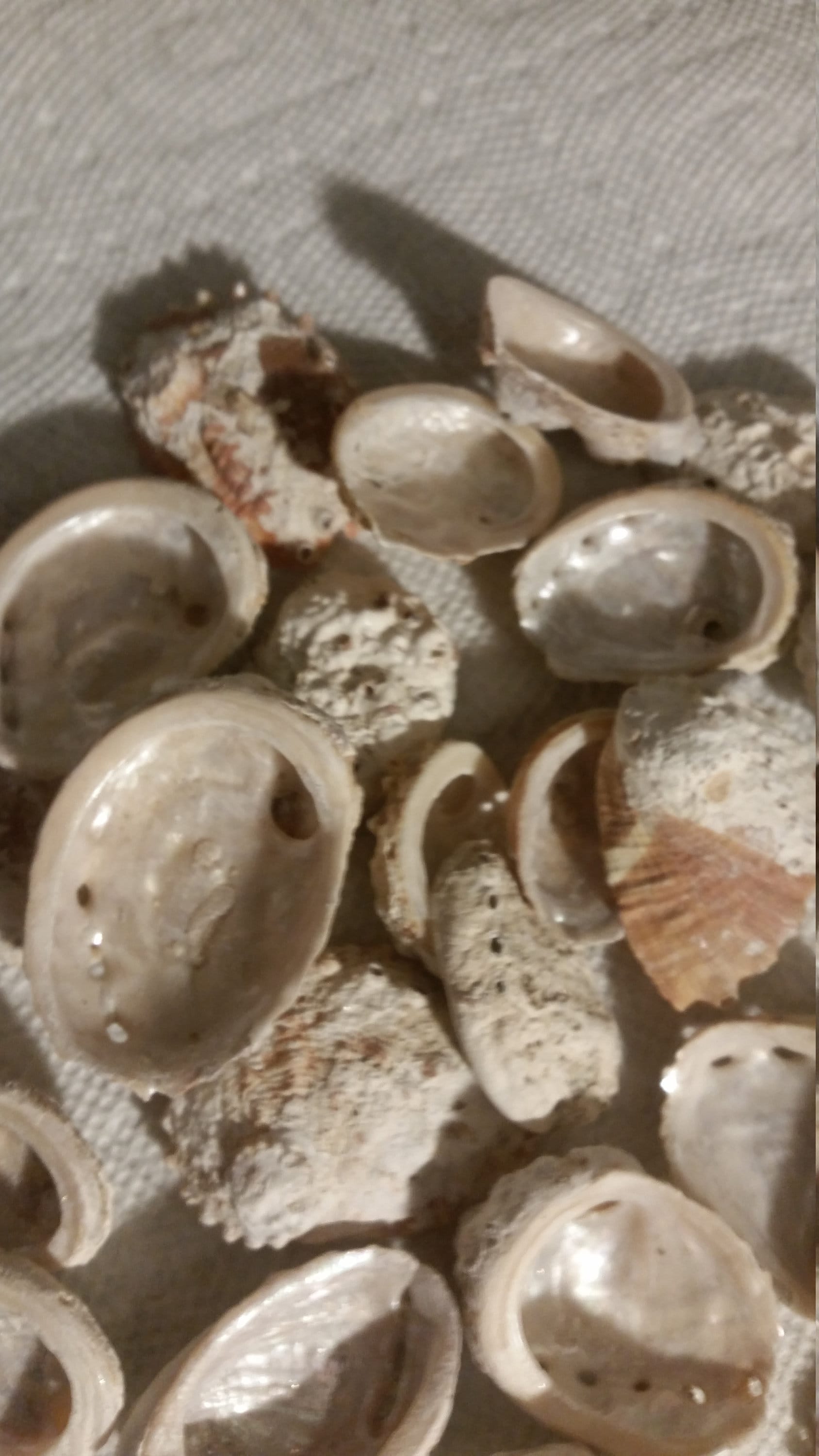 1 to 50 Pieces Donkey Ear Abalone Shells Second Quality Pearl - Etsy