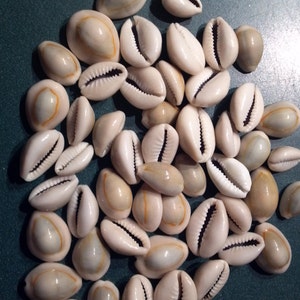 5 to 100 Pieces Clearance Sale Open Back Shells Real Ring Tops Cowrie ...
