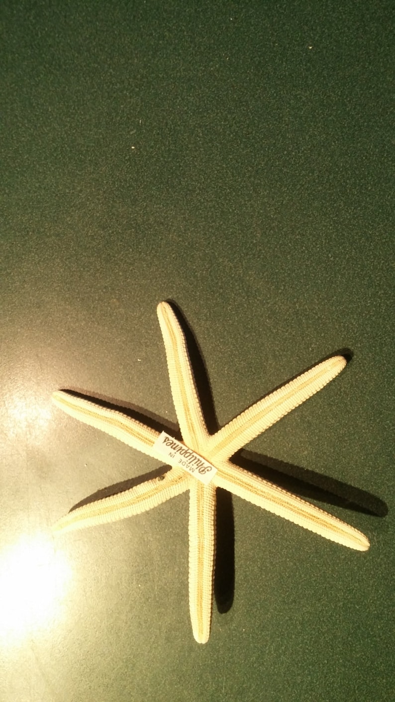 6 Armed Starfish Rare 6 Legged LUCKY 2 to 7" White Pencil Finger ...