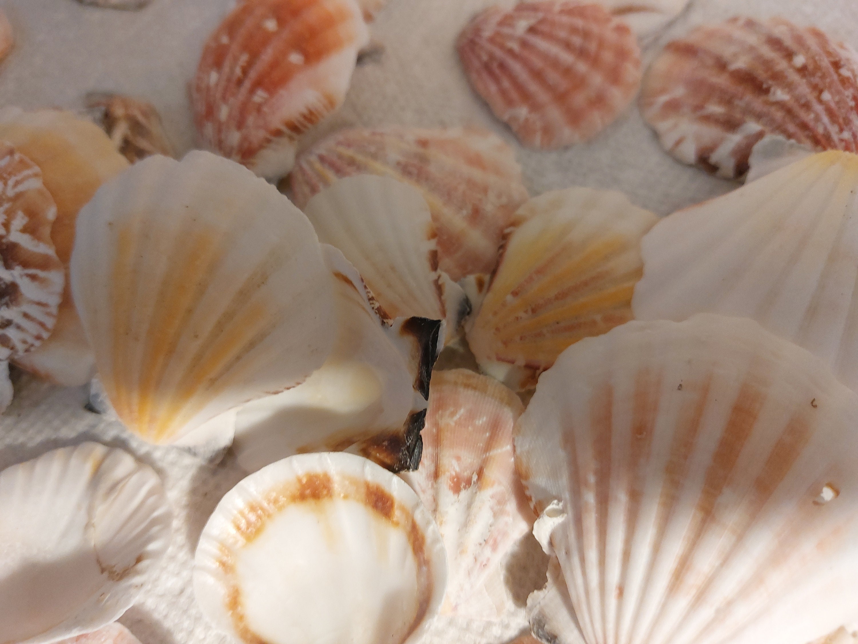 Pecten Pectin Vexillum Pastel Scallop Shell 2nd Quality 5-100 Pcs Sea ...
