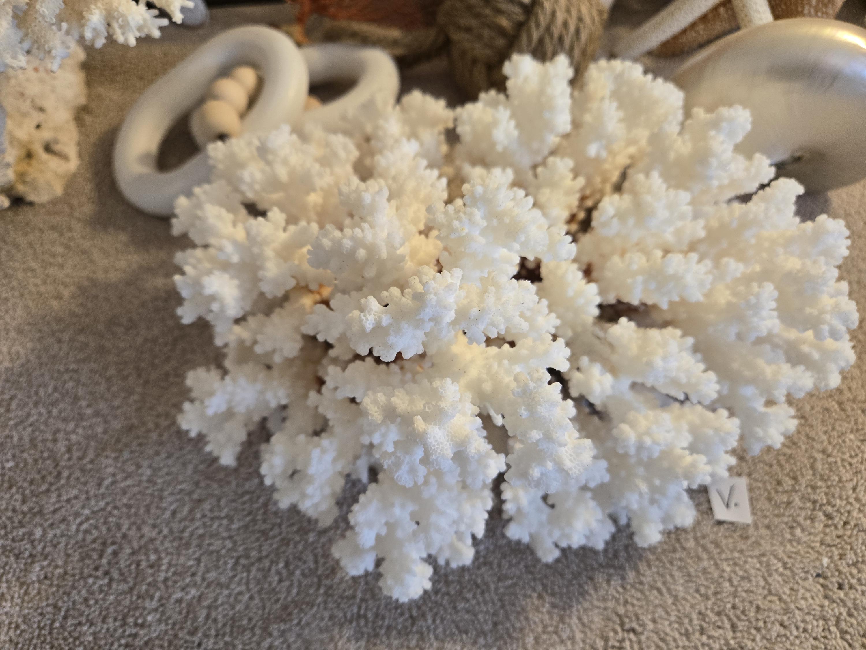 Real Coral Reef Large Brown Stem Coral Natural 2 to 6" 6 1/2 to 9 ...