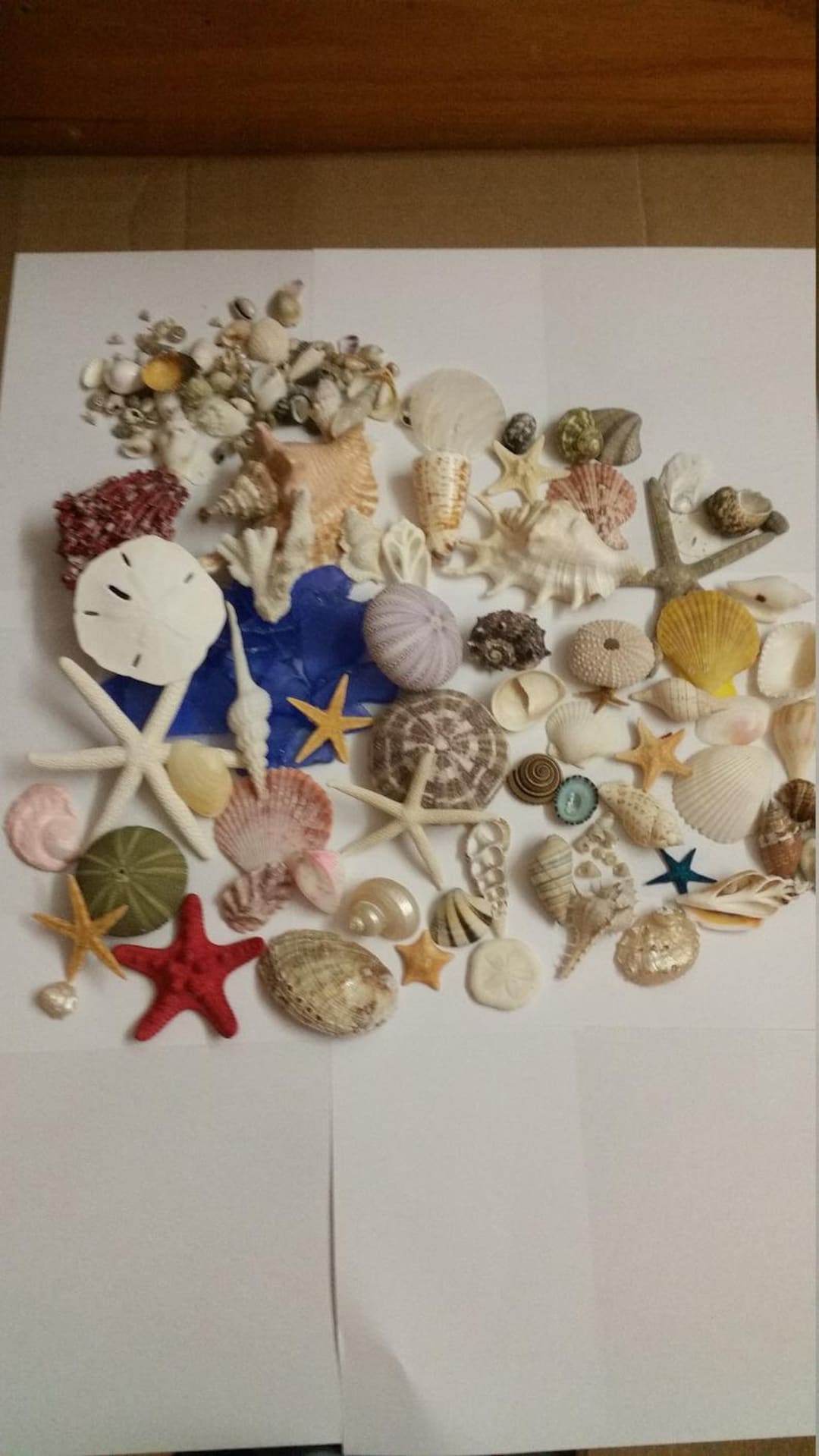 Shell Collection Shells Sea Life Starfish 50 to 200 Pieces Urchins ...