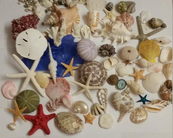 Tumbled Sea Shells - Etsy
