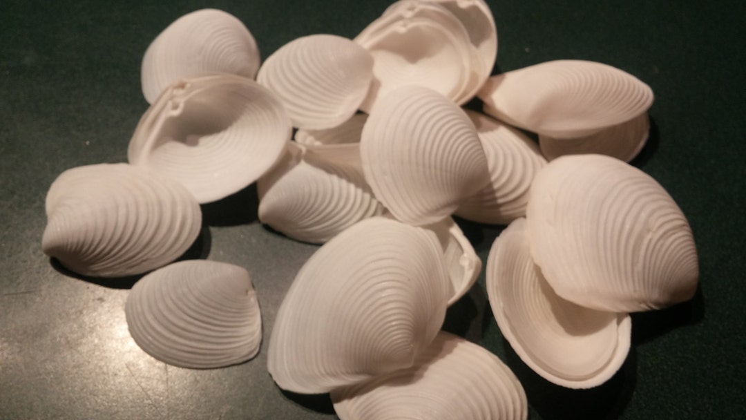 Broken Shells AND PIECES 25 to 500 White Buttercup Seashells Shells ...