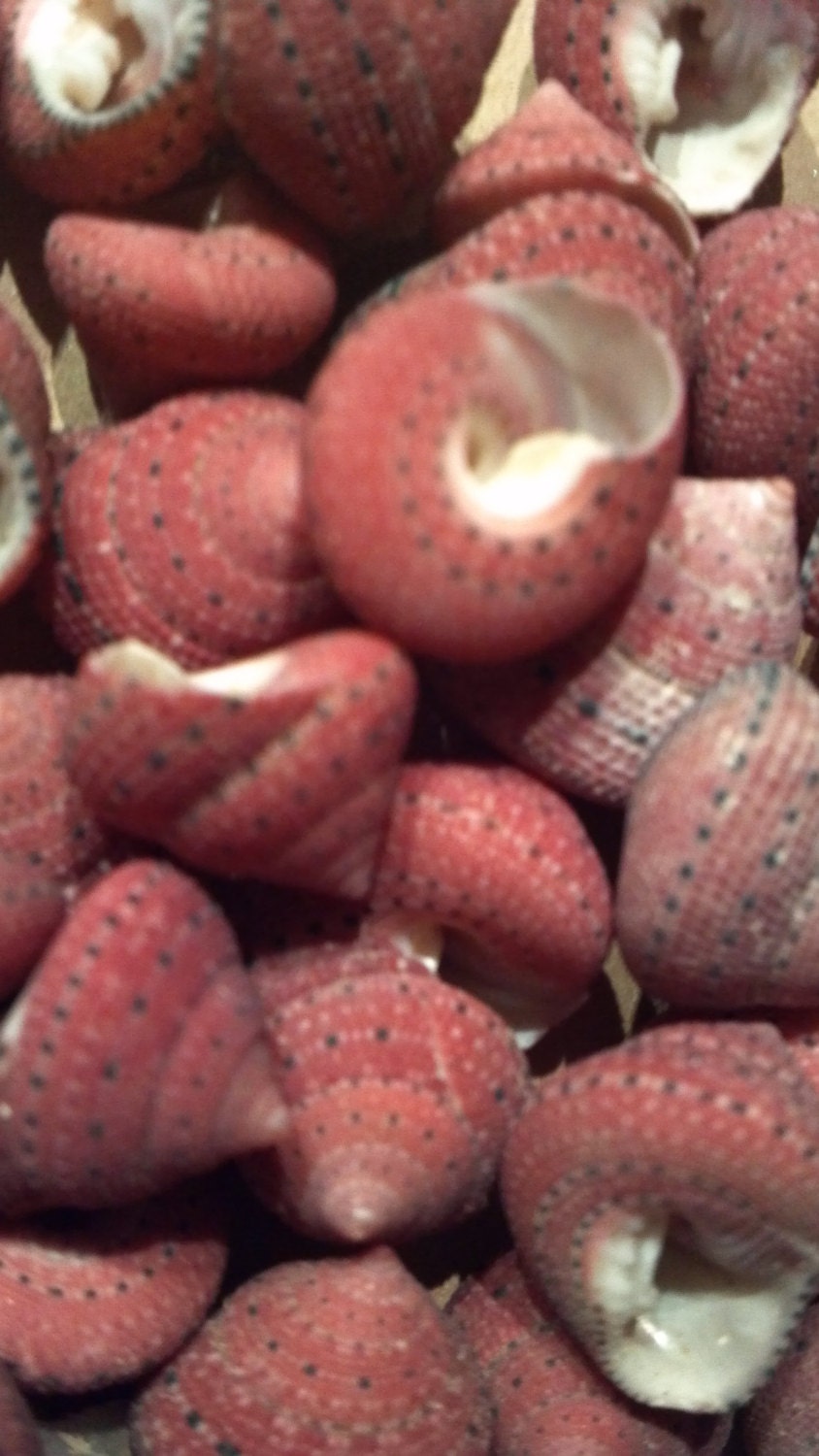 Strawberry Top Snail Shells Seashell Red 1/2 .5 to | Etsy