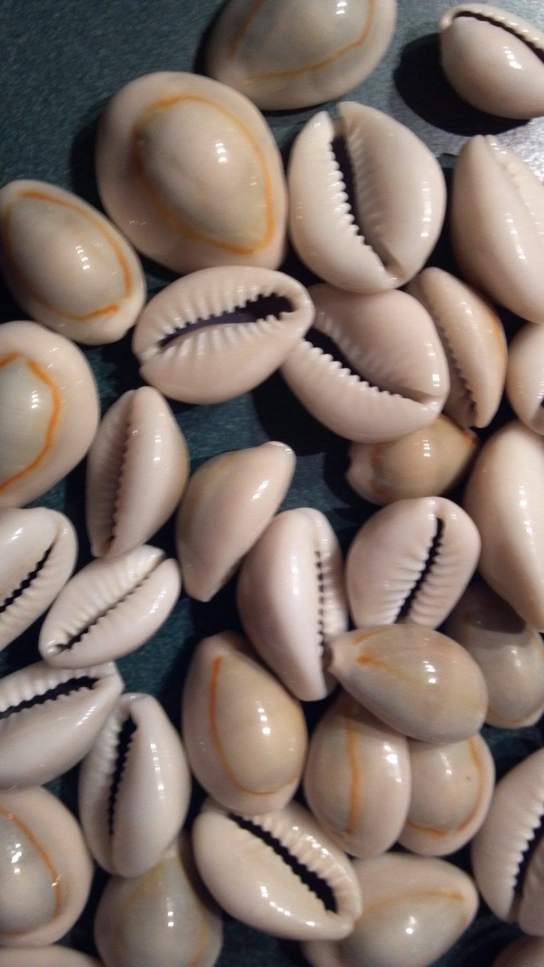 5 to 100 Pieces Clearance Sale Open Back Shells Real Ring Tops Cowrie ...