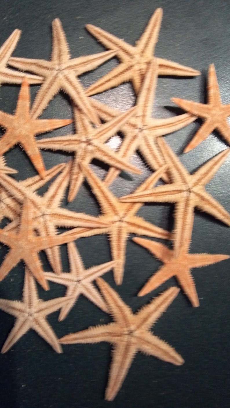 25 Flat Starfish 2 to 4 Inches 2nd QUALITY Philippine Flat | Etsy
