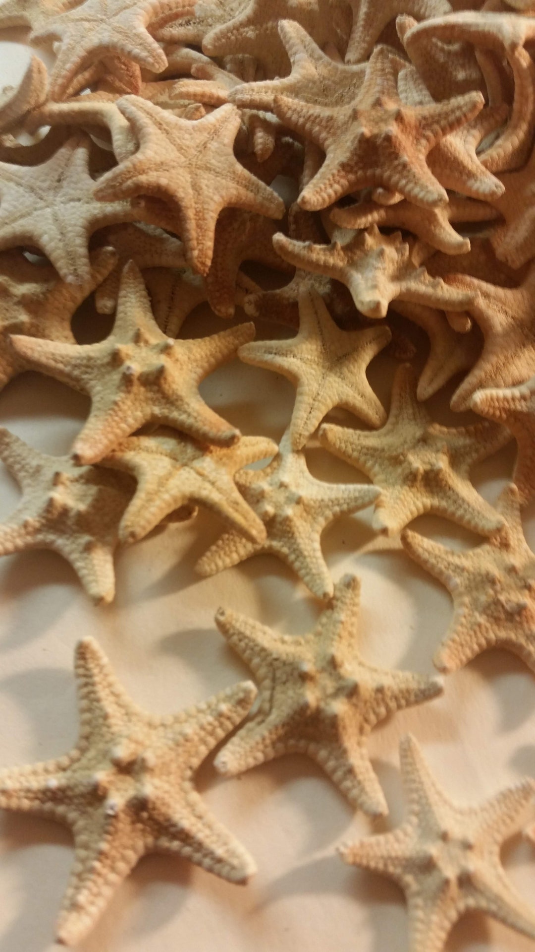 1 to 50 Pcs Tiny Mini Small Starfish Tan Sugar Knobby Starfish 1 to 2 1 ...