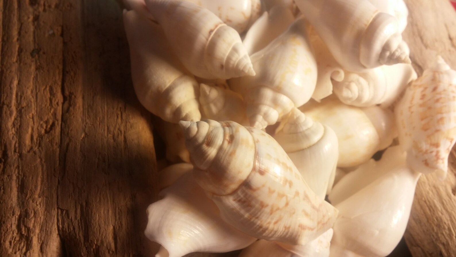 2 to 25 White Chulla Strombus Small Shells Wedding Vole SHELLS - Etsy