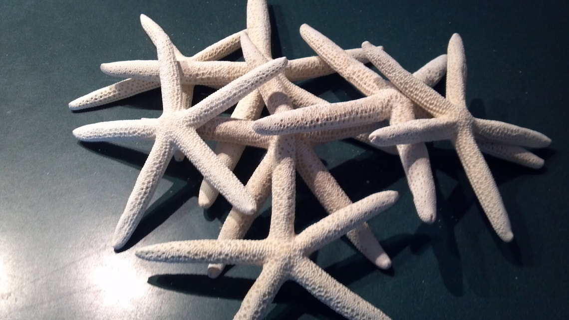 White Finger Starfish 20 5 Inch Finger Starfish Natural - Etsy
