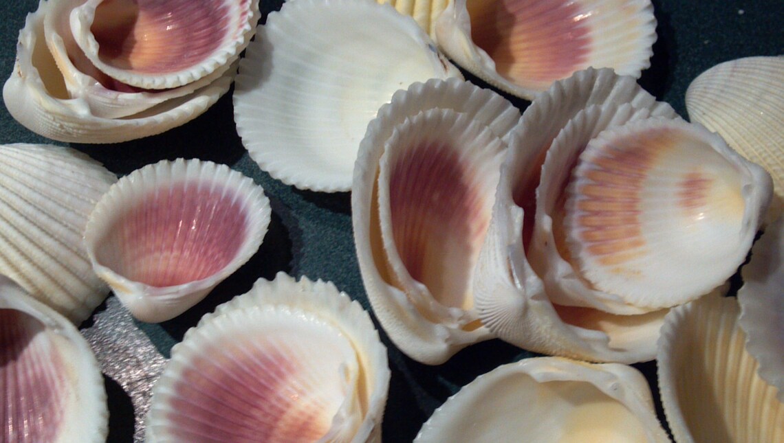 50 Medium Rose Pink Yellow Cockle Clam Shell 1 to 2 Inch 3 to 5 Cm Rose ...