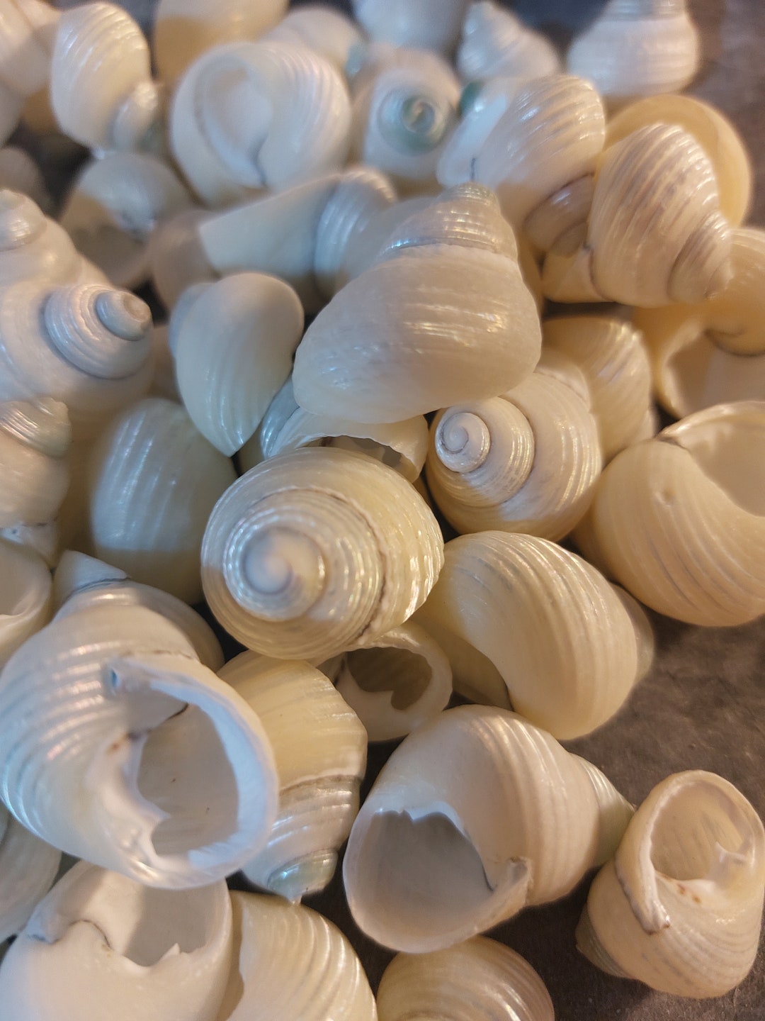 1 to 200 Pearl Pearl Turbo Shells Snail Iridescent Pearl Turbo Seashell ...
