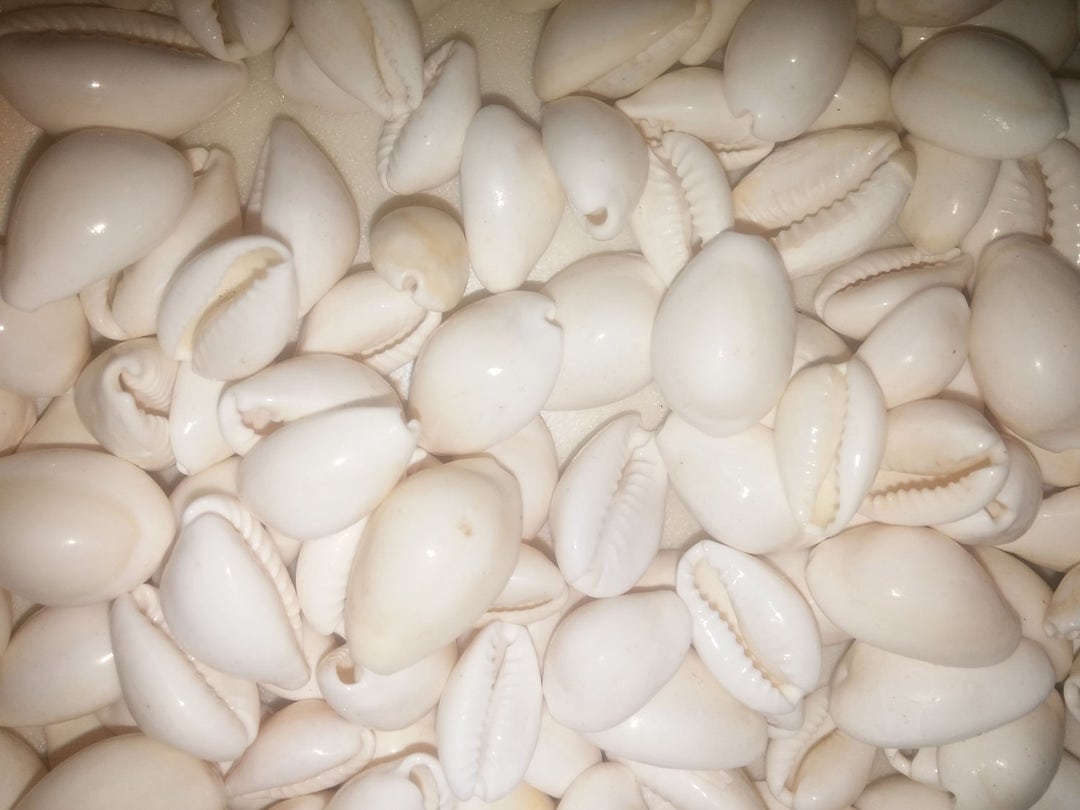 3 Upto 100 Tiny Small Cowrie Shells White Cowries Cypraea Annulus Open ...