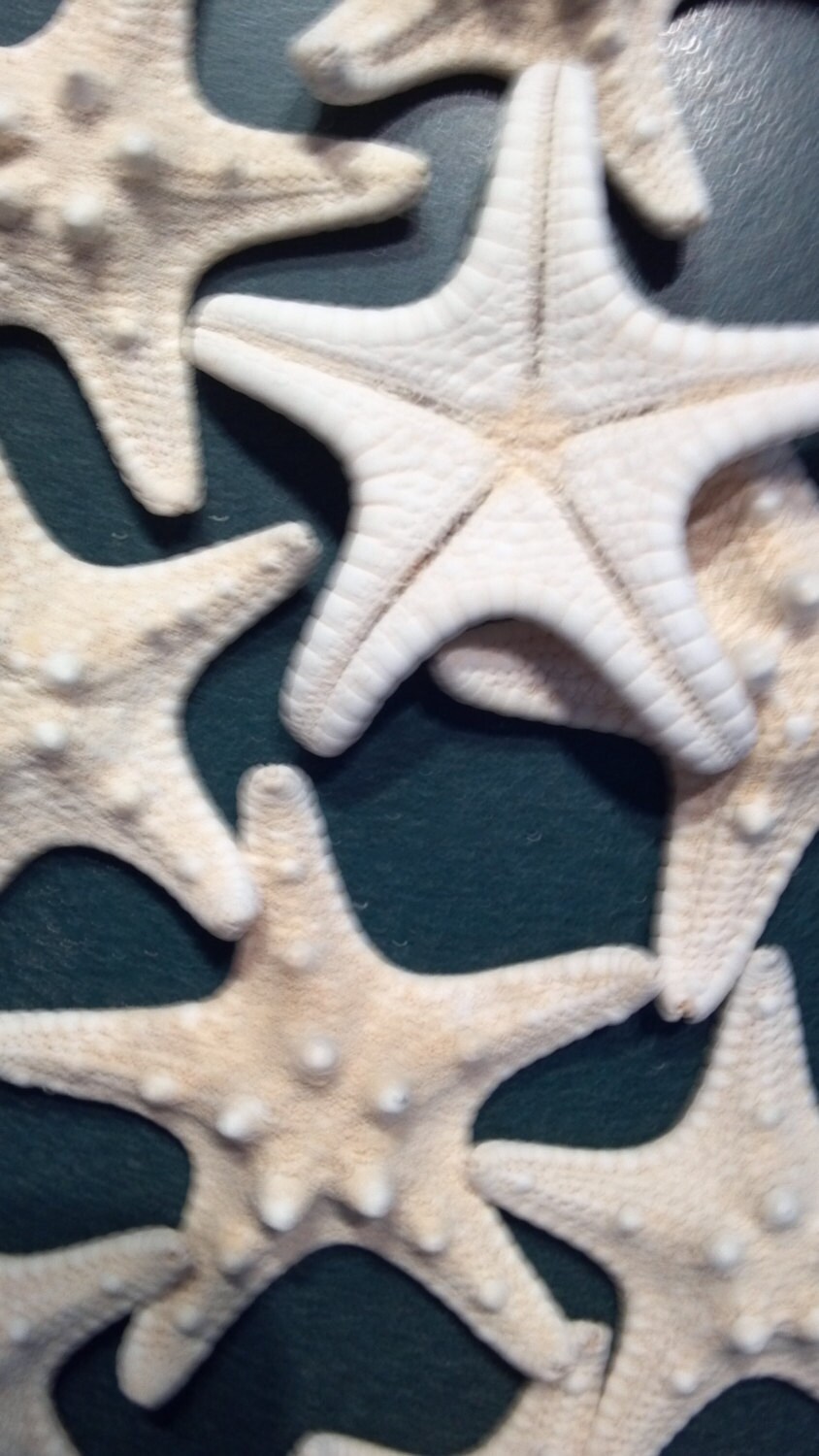Bulk Starfish 50 Pieces Total 25 Pcs 2 3/4 to 4" Inch Finger Starfish ...