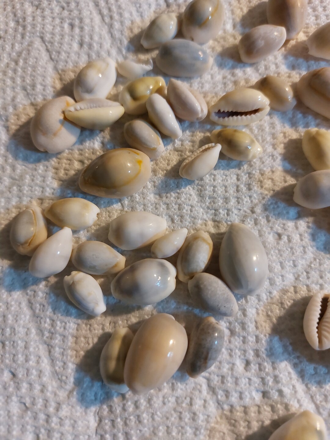 50 Assorted Cowrie Shells Open Back Shells Cowries Seashells 3/8 1/2 to ...