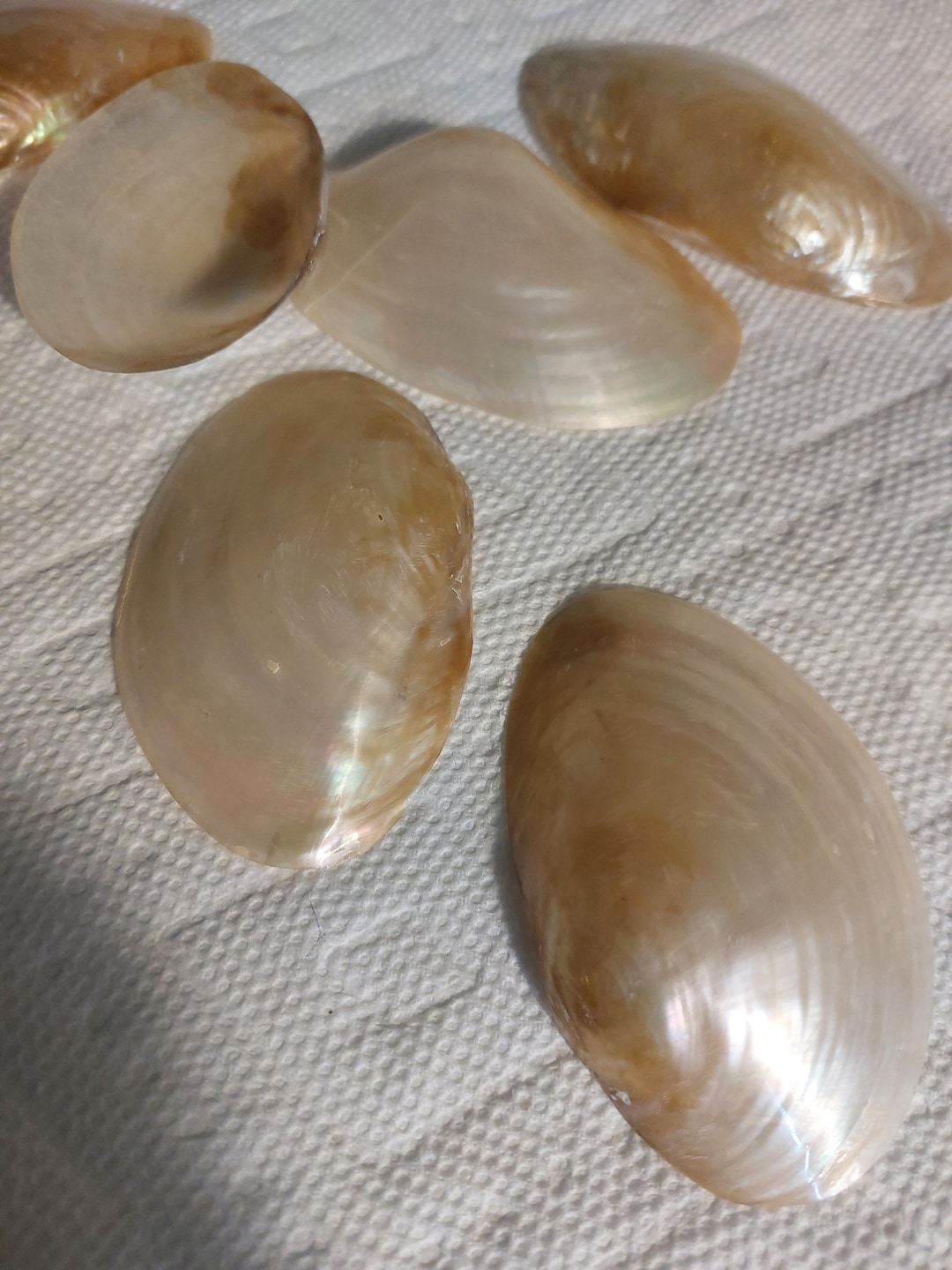 1 to 8 Iridescent Mother of Pearl Rainbow Half Shell 5 to 8" Pearlized ...