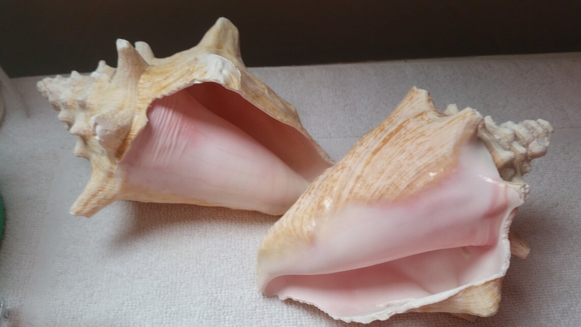 Large Conch Shell Sale 6 1/4 to 10 2nd Quality Pink | Etsy