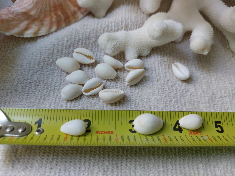 3 Upto 100 Tiny Small Cowrie Shells White Cowries Cypraea Annulus Open ...