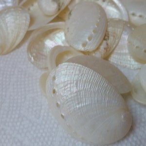 1 to 100 Donkey Ear Second Quality Abalone Shells Iridescent Pearl ...