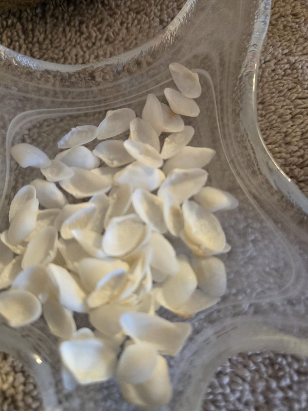 Tiny Clam Coquinas White off White Cream Flower Making 5 to 100 Pcs ...