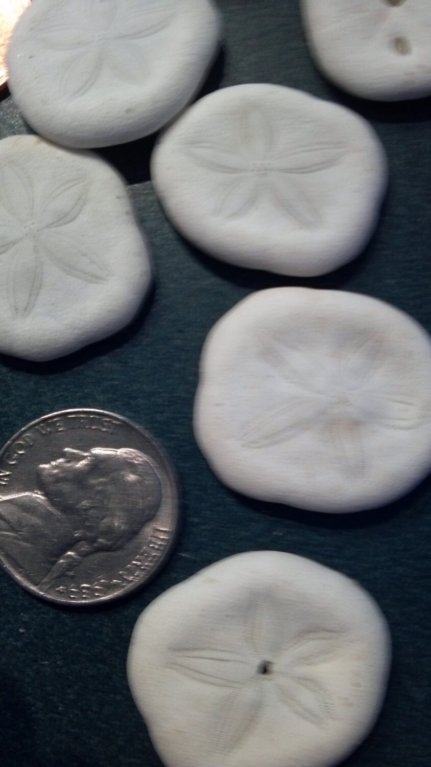 100 White Cookies Sea Biscuits Small Cookies Nautical Beach | Etsy