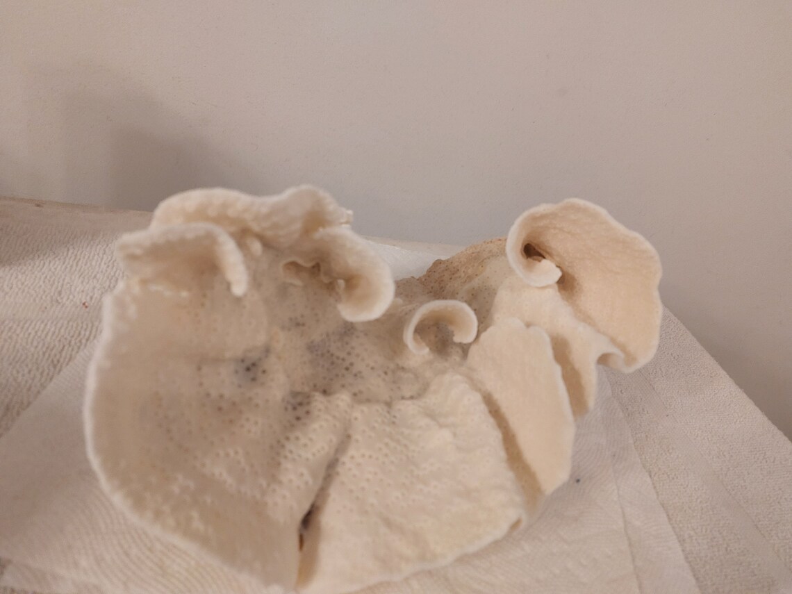 Real Reef CUP Coral Exotic Coral Natural Approx 6 to 9 - Etsy