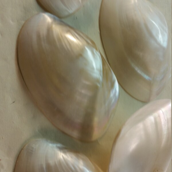 Mother of Clam Shell - Etsy