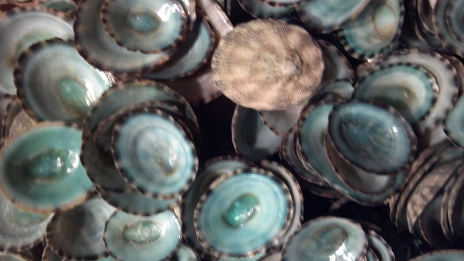 5 to 30 Blue Limpet Large XL Large Seashell Aqua Blue Teal Green Limpet ...