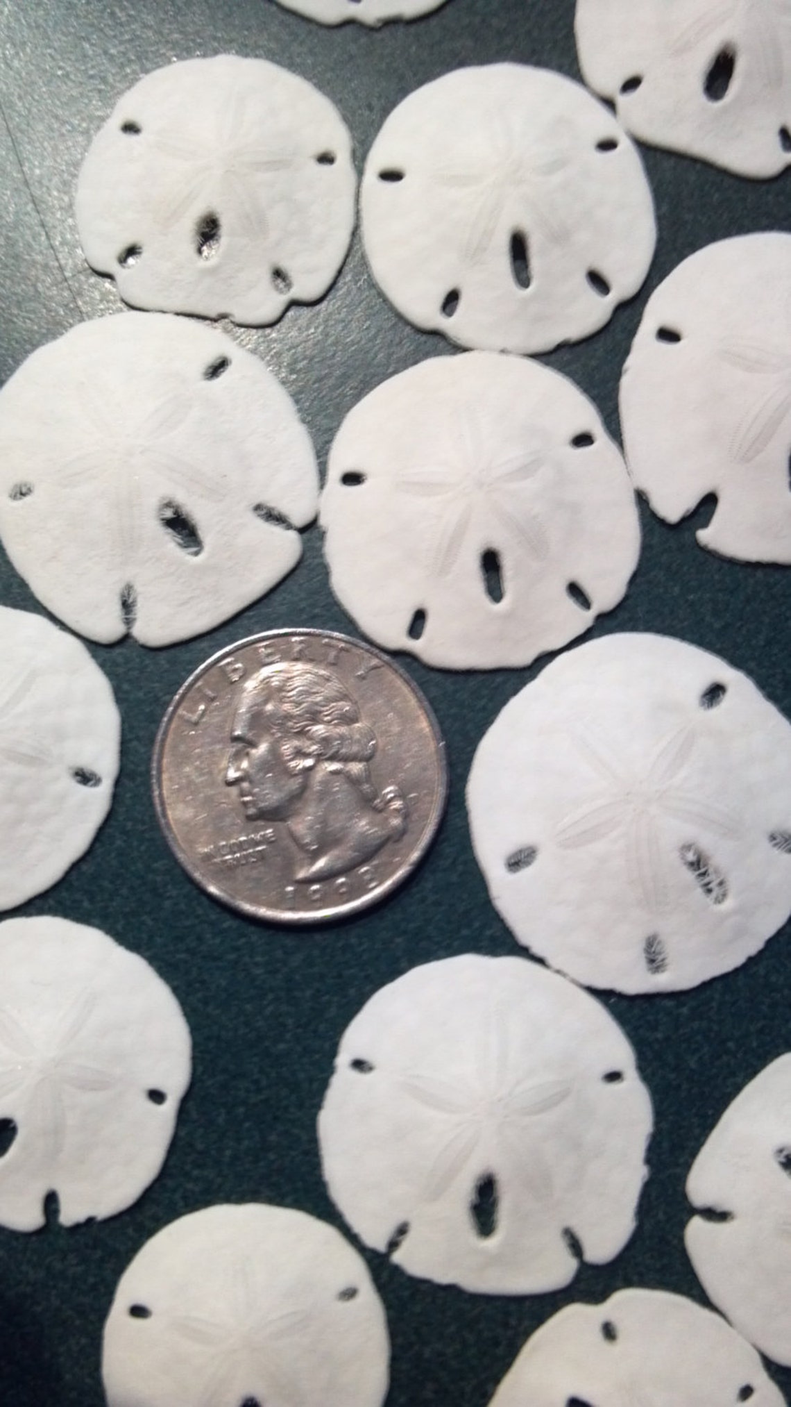 5 to 500 Tiny Small Sand Dollars White 17/32- 1/2"to 1 1/8-1 1/4" Tiny ...