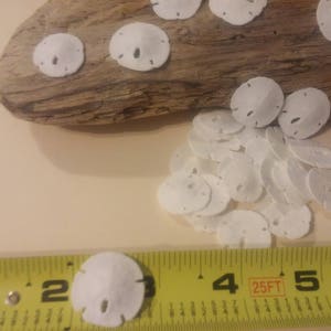 1 to 100 Mini Tiny Sand Dollars White 1/4" to 1 7/8" 2" Inch Arrowhead ...
