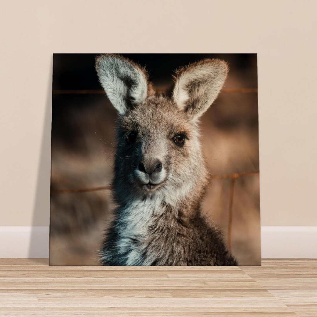 Decorative Kangaroo Wall Art Australian Wildlife Photography Print for ...