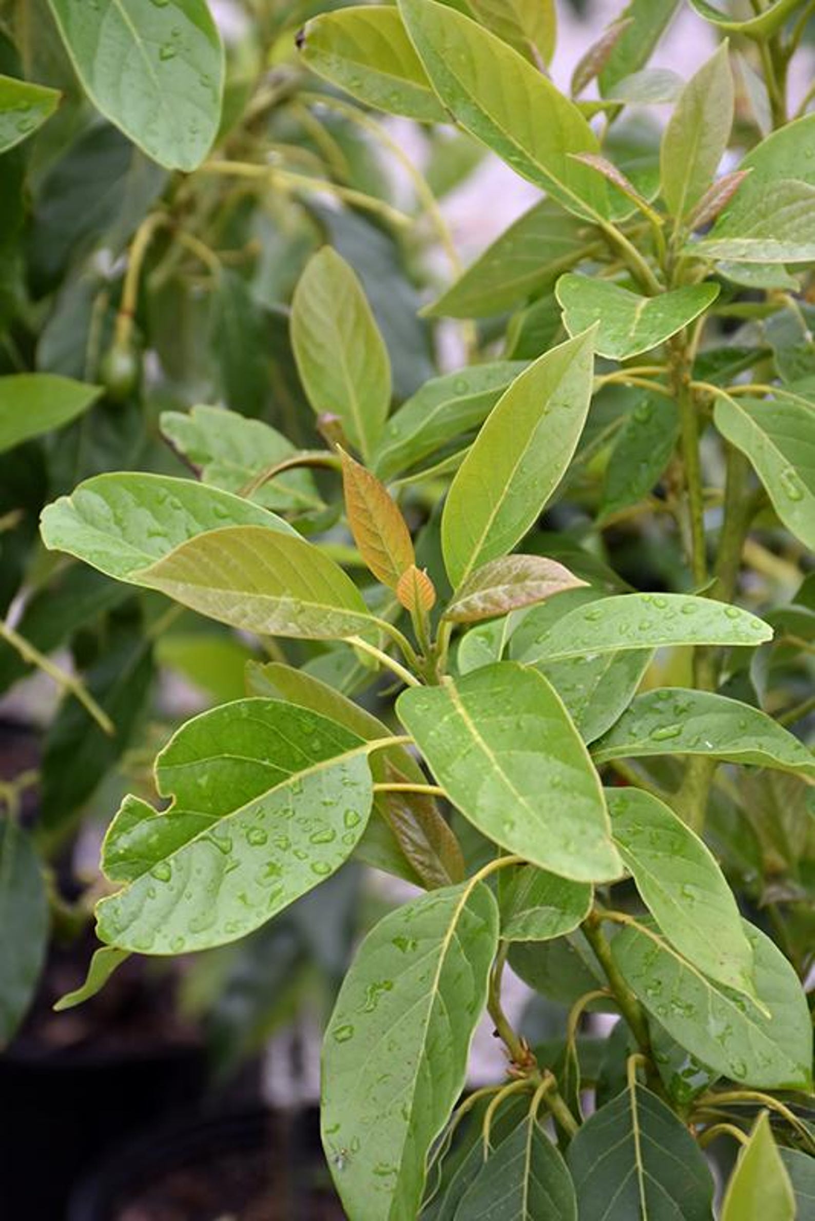 Joey Avocado Tree 3 Gal Crafted - Etsy