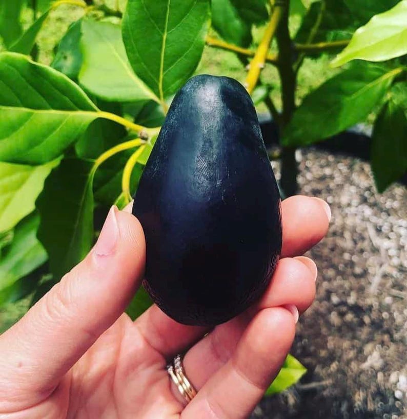 Joey Avocado Tree 3 Gal Crafted - Etsy