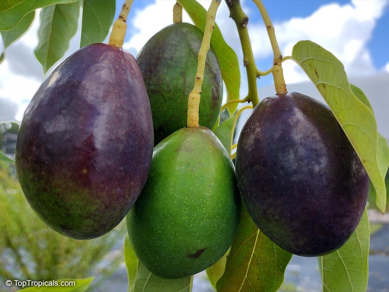 Joey Avocado Tree 3 Gal Crafted - Etsy
