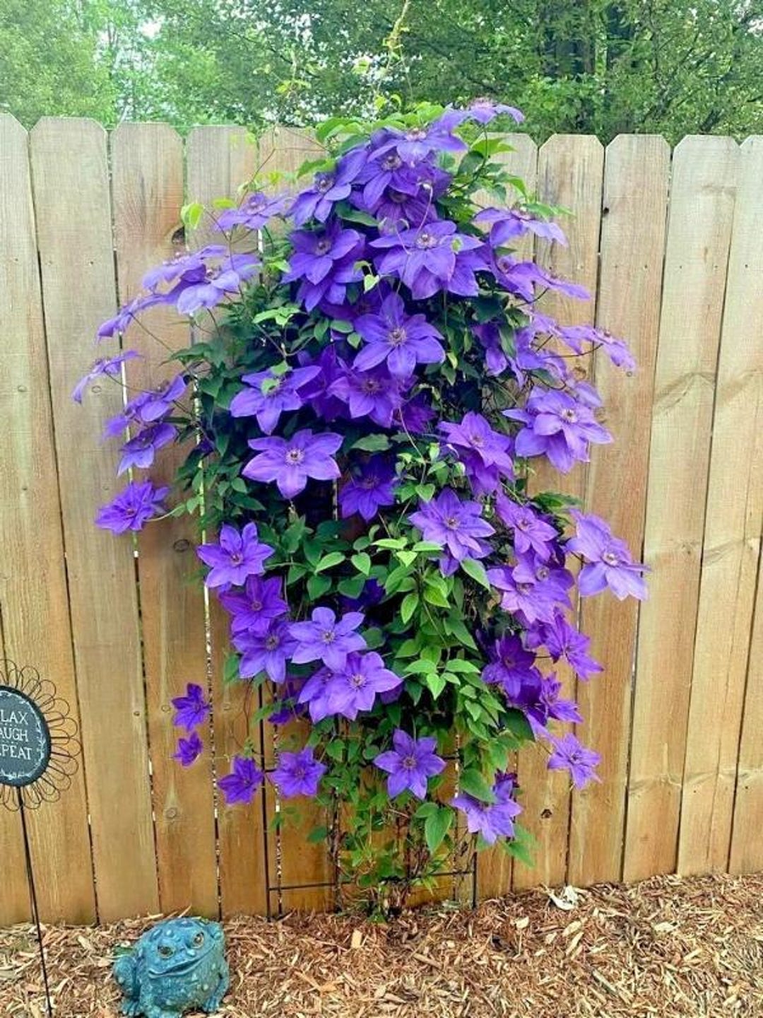 20 graines hybrides Blue Downy Clematis Macropetala Vigne grimpante ...