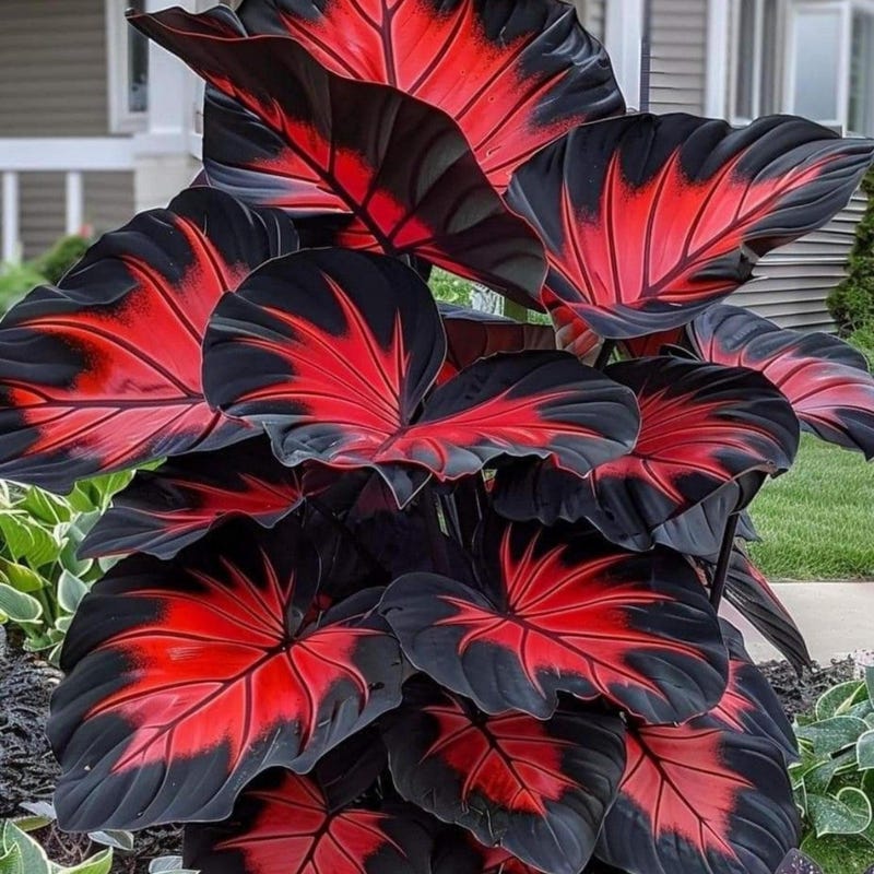 Blood of God Hosta - Etsy