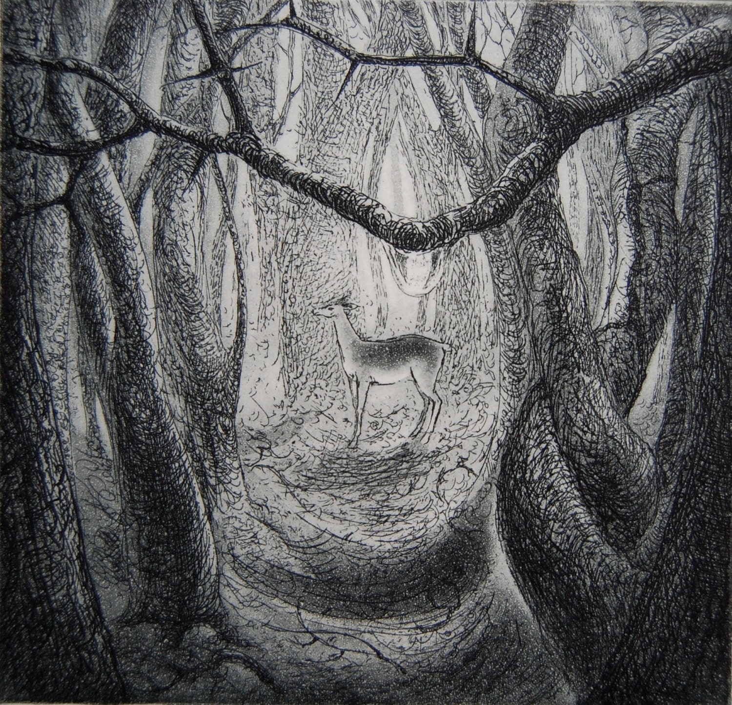 Deer-drop, Etching by Flora Mclachlan, Woodland, Trees, Branch ...