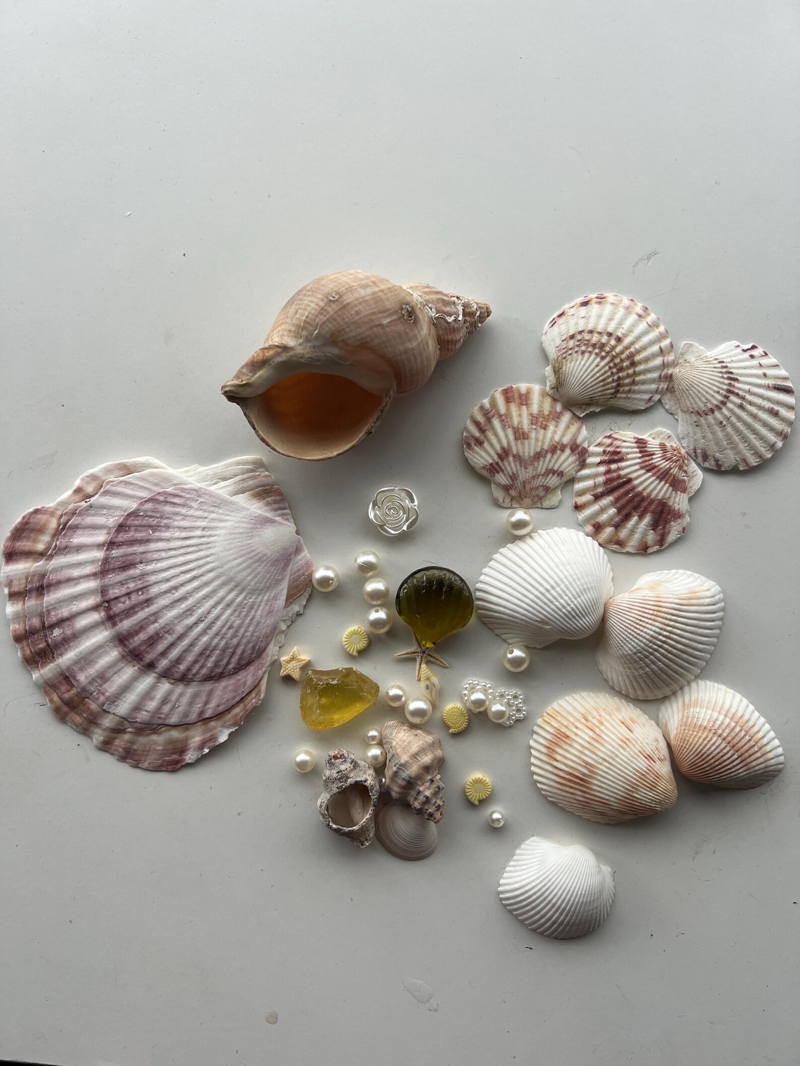 Seashell Jewellery Holder Kit (seashells and Glass Collection) - Etsy