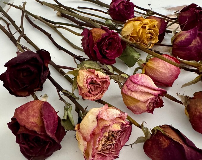 Dried Rose Stems Dried Rose Buds Dried Rose Flowers Rose Flower Crafts ...