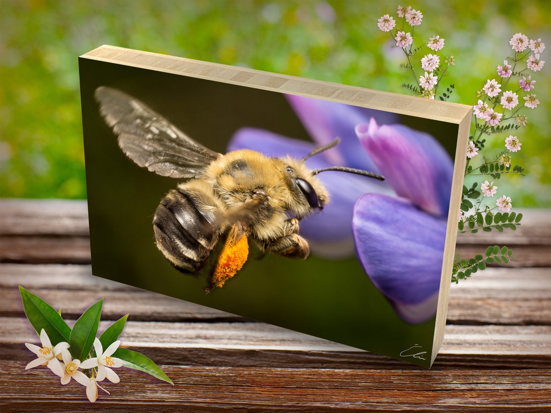 Flying Digger Bee, Sparkling Iridescent Art Print Mounted on Organic ...