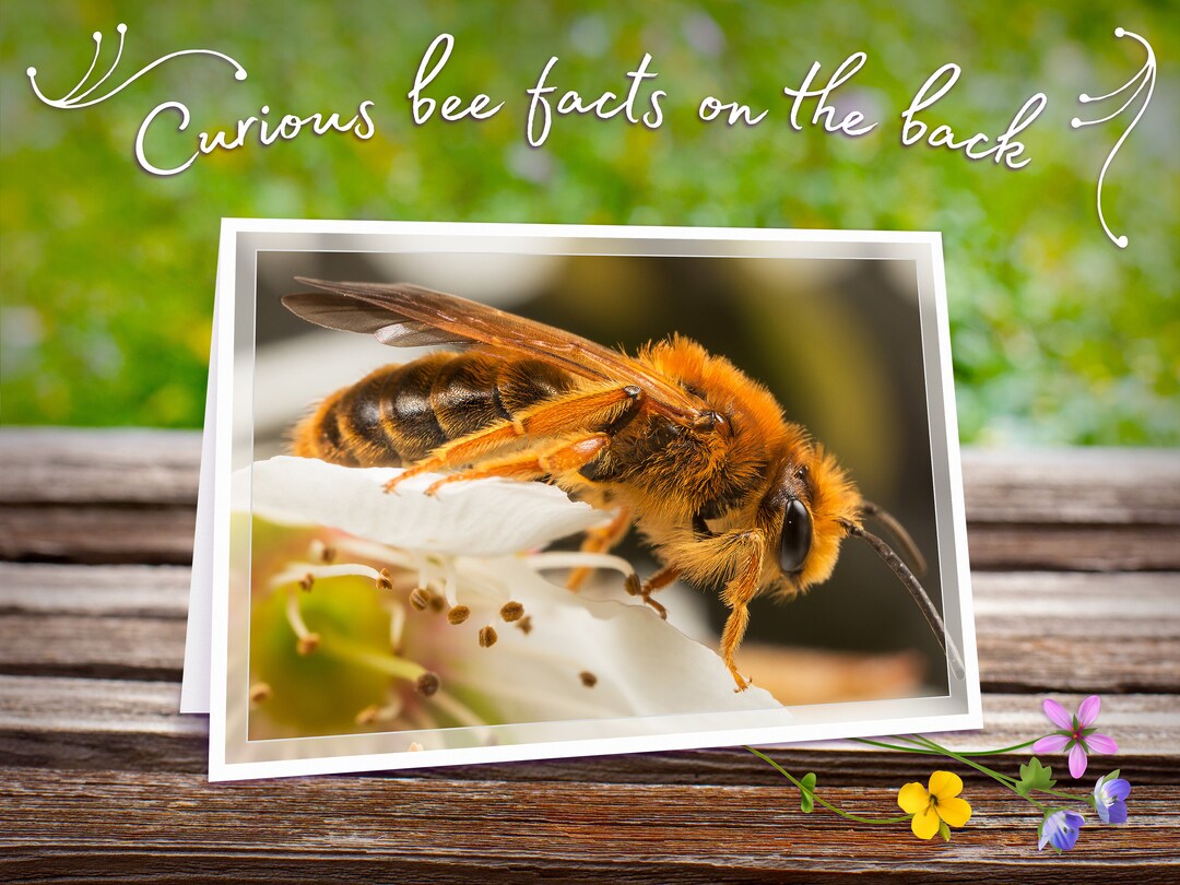 Flame-colored Mining Bee Greeting Card With Curious Bee Facts ...